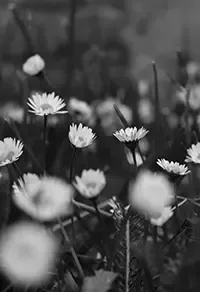 Mastering the Art of Conversion: How to Use a Grayscale Converter for ...